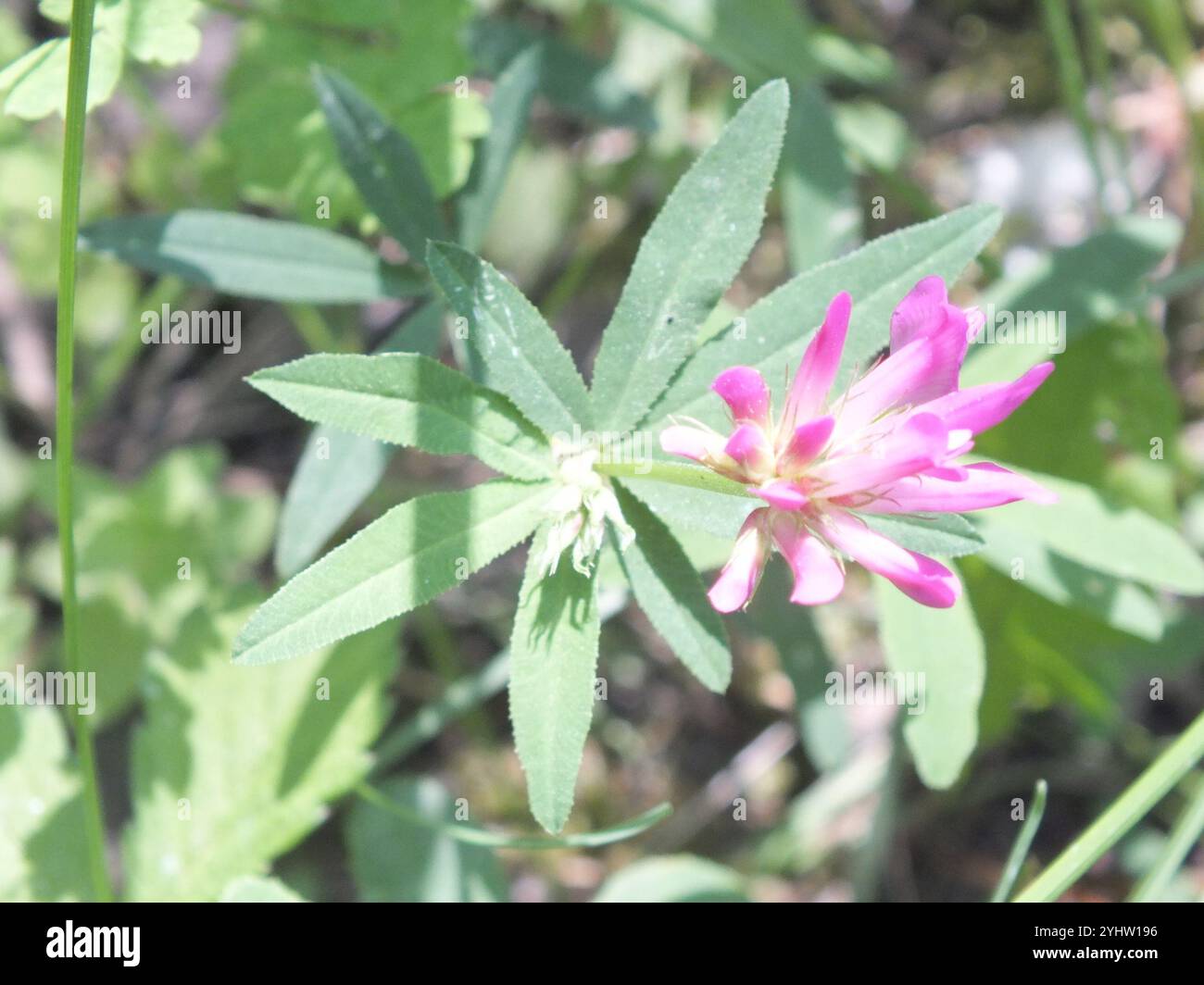 Trifolium lupinaster hi-res stock photography and images - Alamy