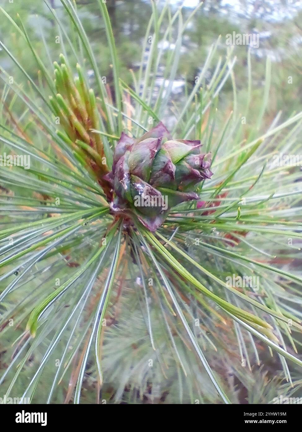 dwarf Siberian pine (Pinus pumila Stock Photo - Alamy