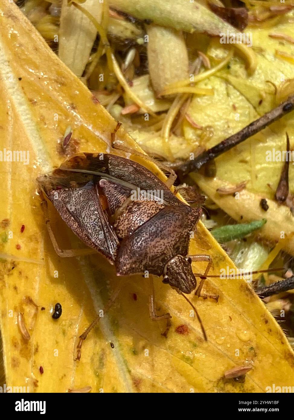 Stink Bugs (Pentatomidae Stock Photo - Alamy