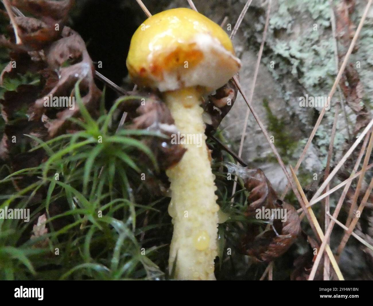 Chicken Fat Mushroom (Suillus americanus Stock Photo - Alamy