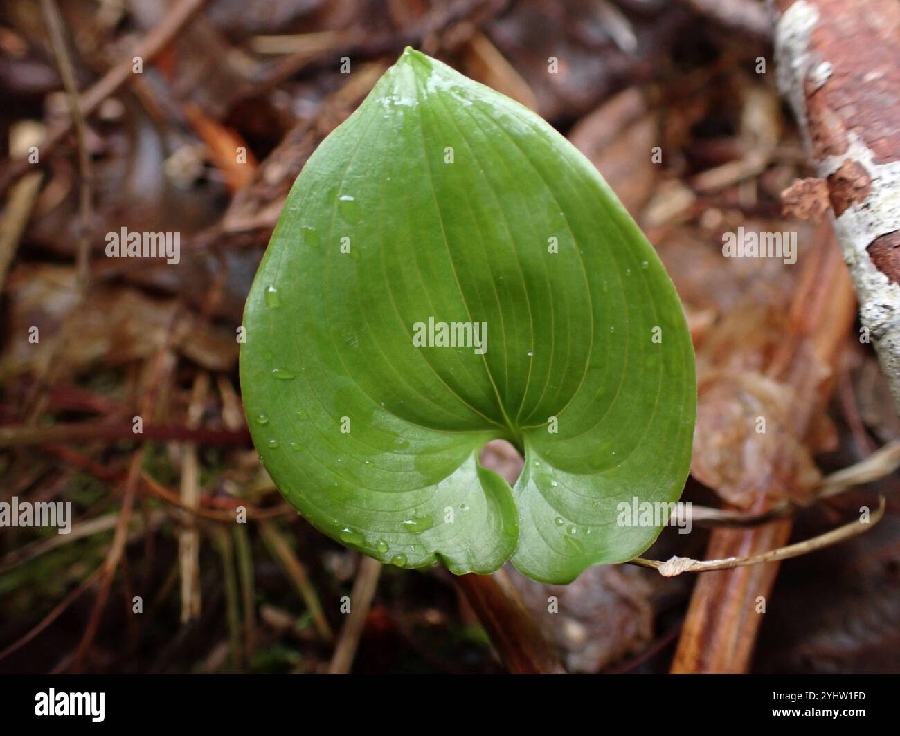 Western Lily of the Valley (Maianthemum dilatatum Stock Photo - Alamy