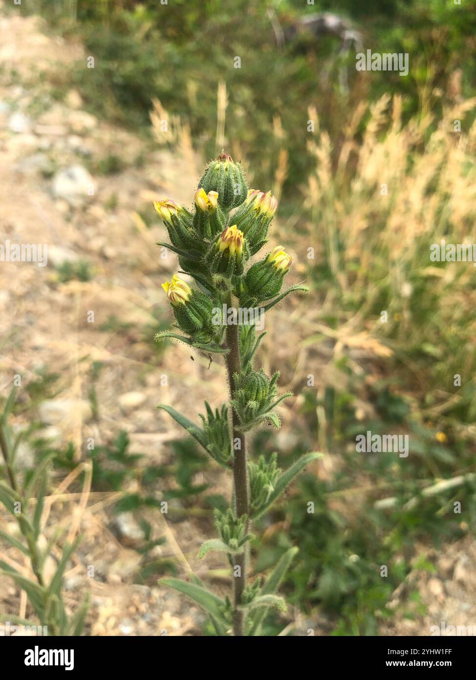 Madia sativa hi-res stock photography and images - Alamy
