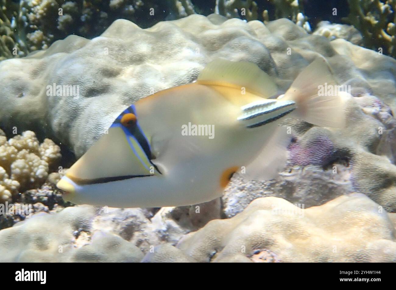 Arabian picasso hi-res stock photography and images - Alamy