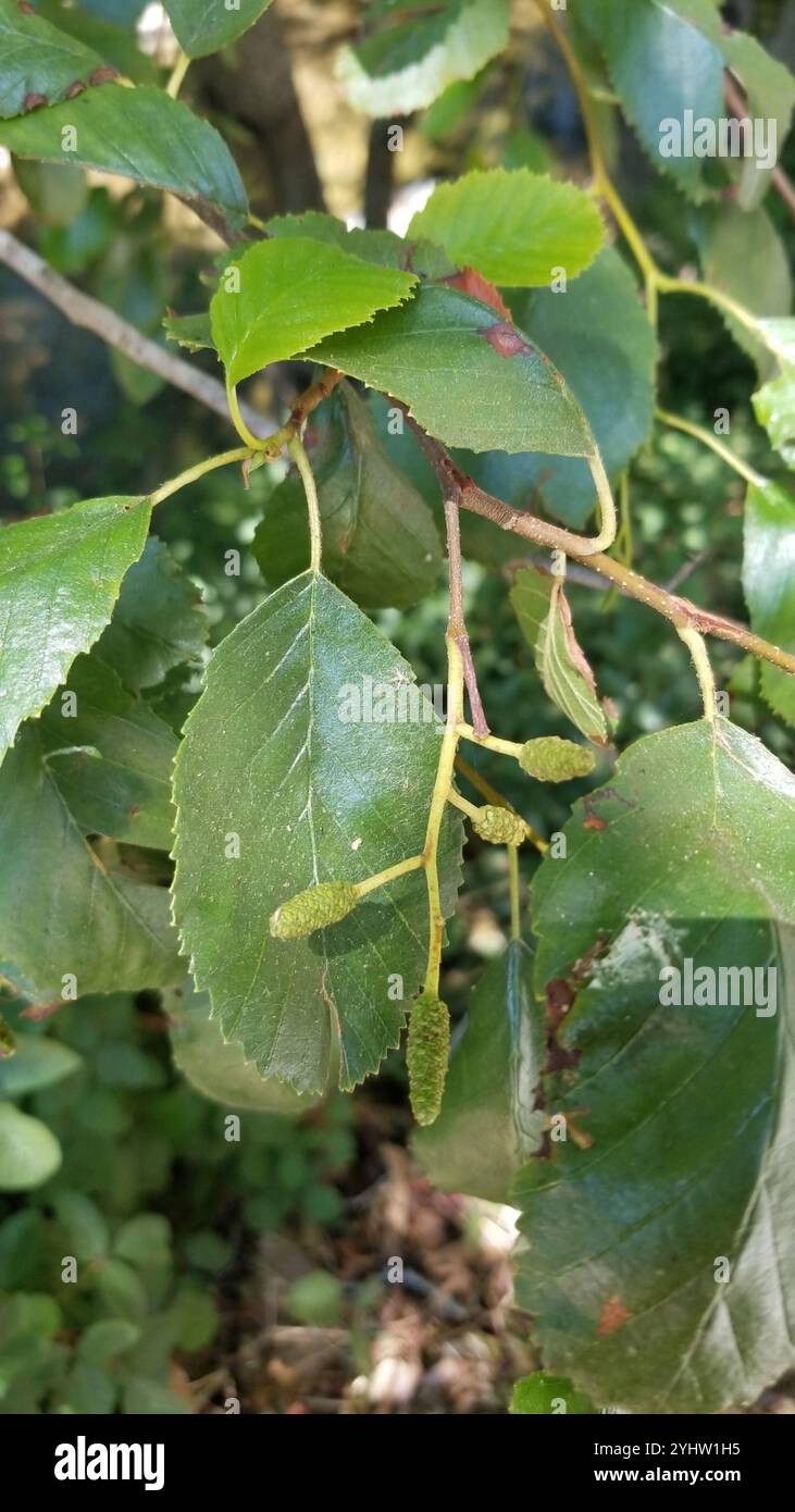 white alder (Alnus rhombifolia Stock Photo - Alamy