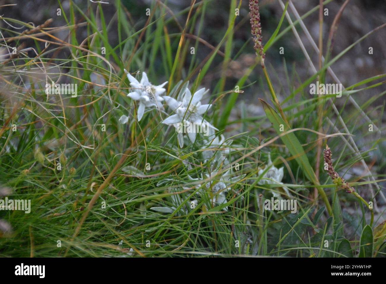 Alpine Edelweiss (Leontopodium nivale alpinum Stock Photo - Alamy