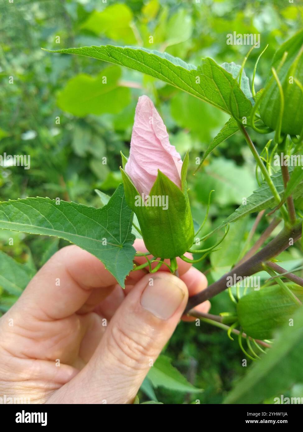 Halberd-leaf Rosemallow (Hibiscus laevis Stock Photo - Alamy