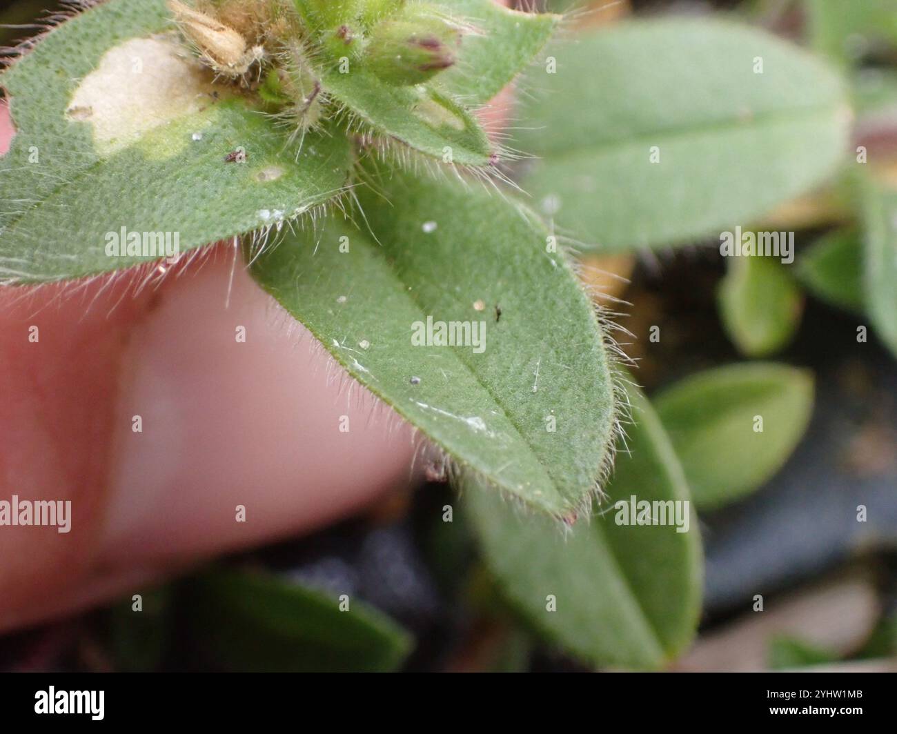Sticky mouse-ear chickweed (Cerastium glomeratum Stock Photo - Alamy