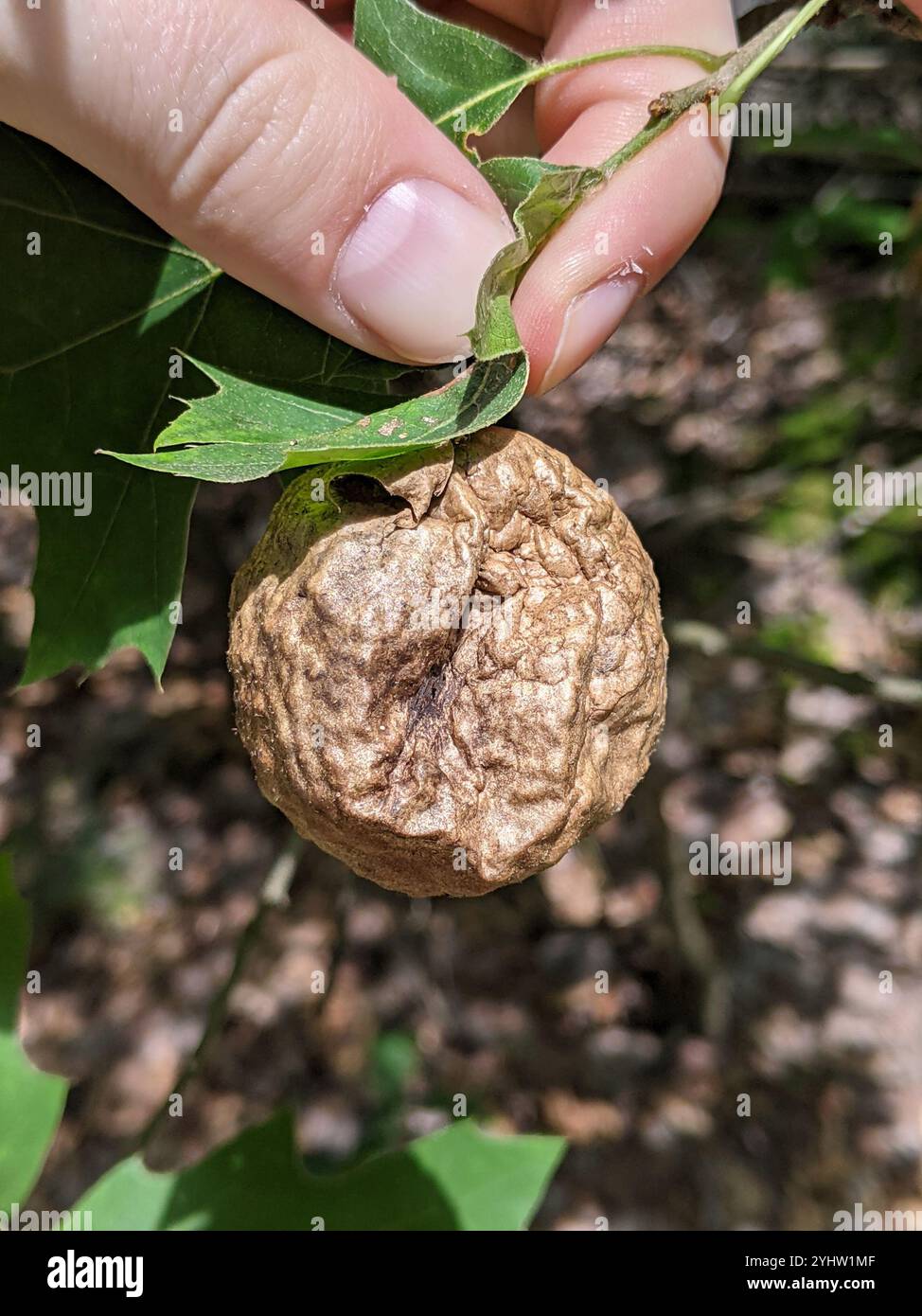 Spongy Oak Apple Gall Wasp (Amphibolips confluenta Stock Photo - Alamy