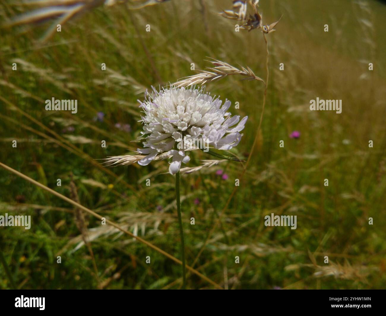 Small Scabious (Scabiosa columbaria Stock Photo - Alamy