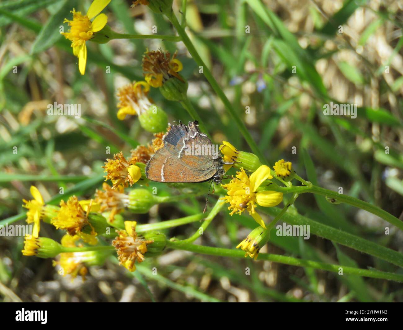 Callophrys spinetorum hi-res stock photography and images - Alamy