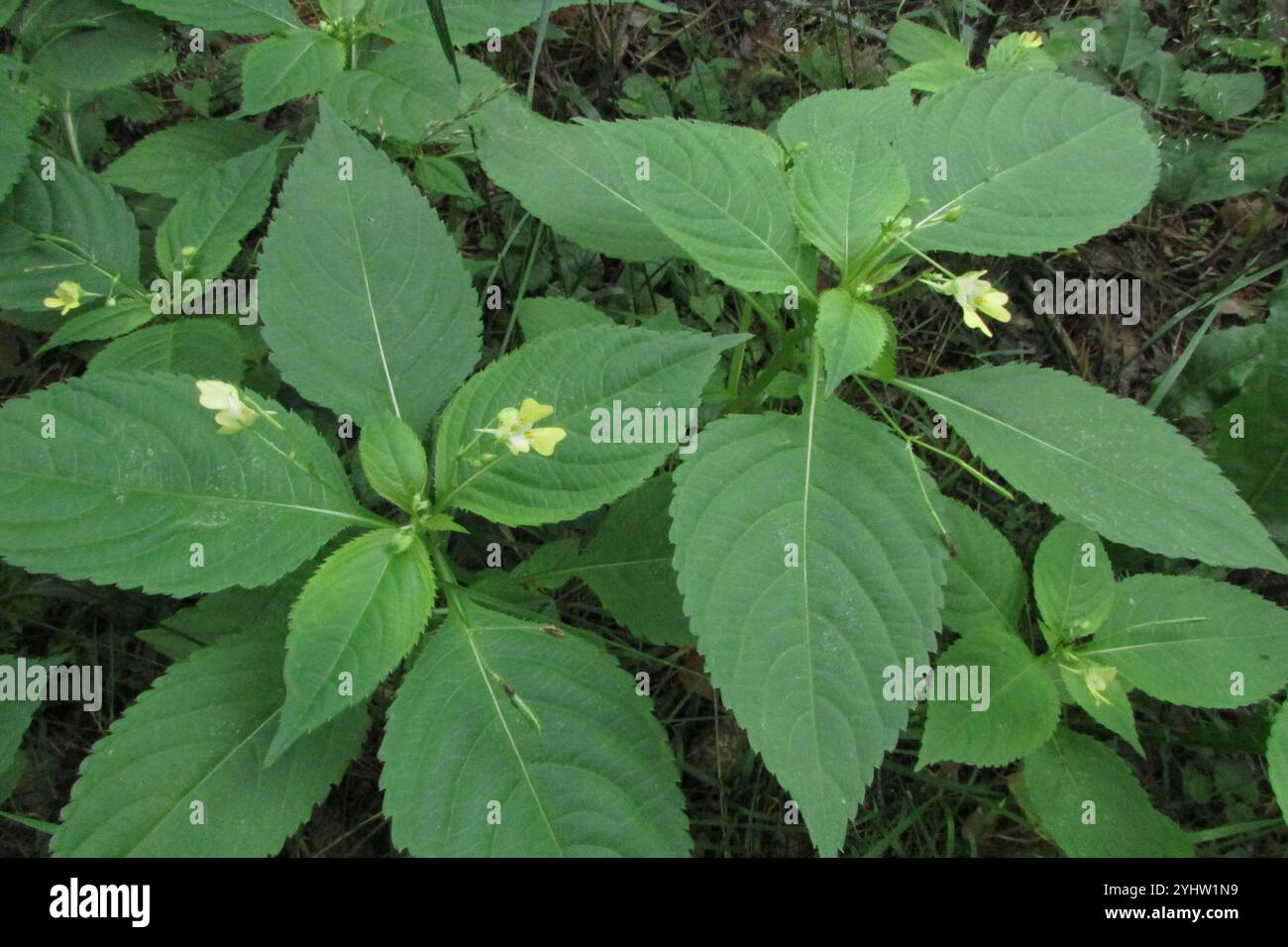 small balsam (Impatiens parviflora Stock Photo - Alamy