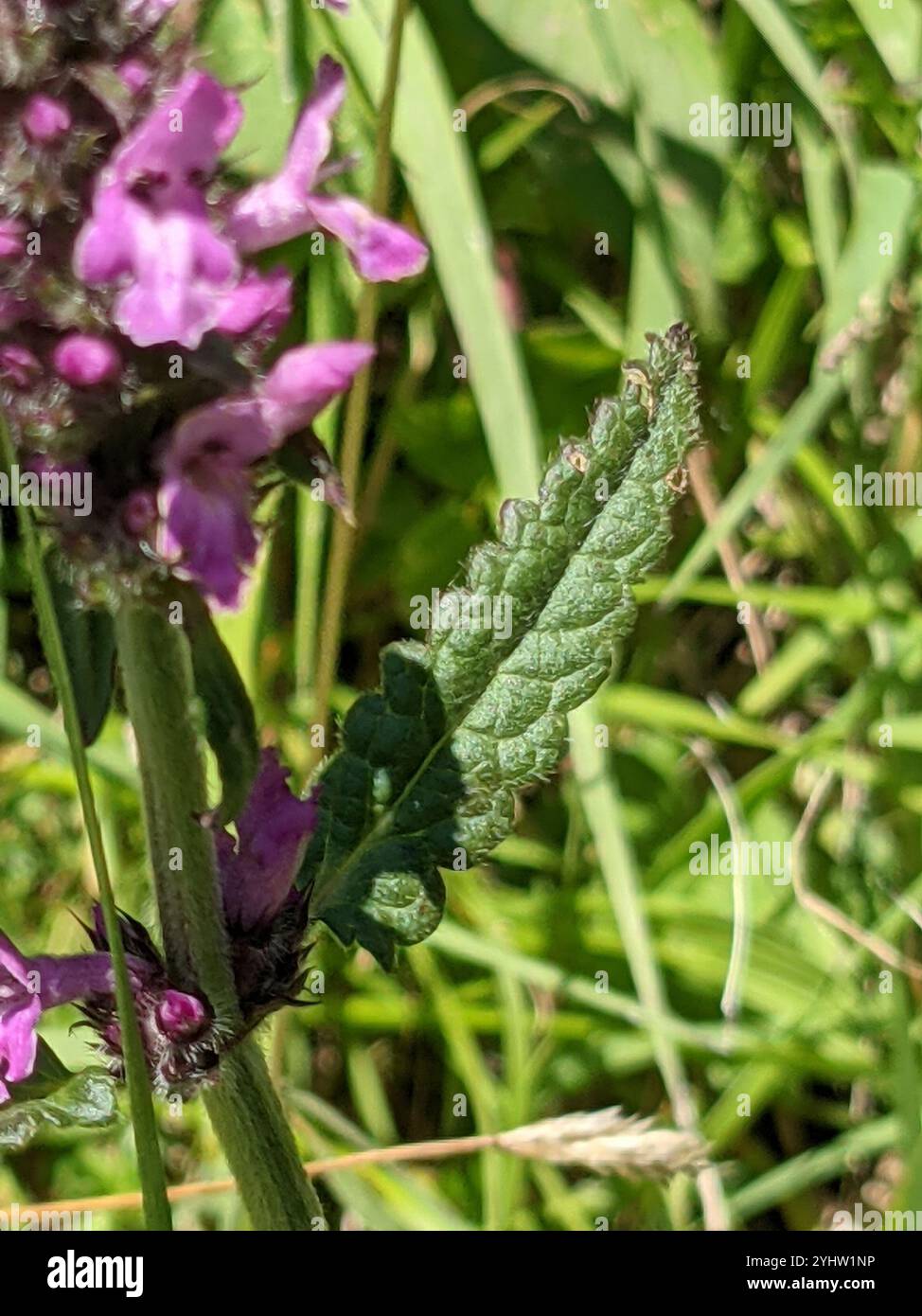 common hedge-nettle (Betonica officinalis Stock Photo - Alamy