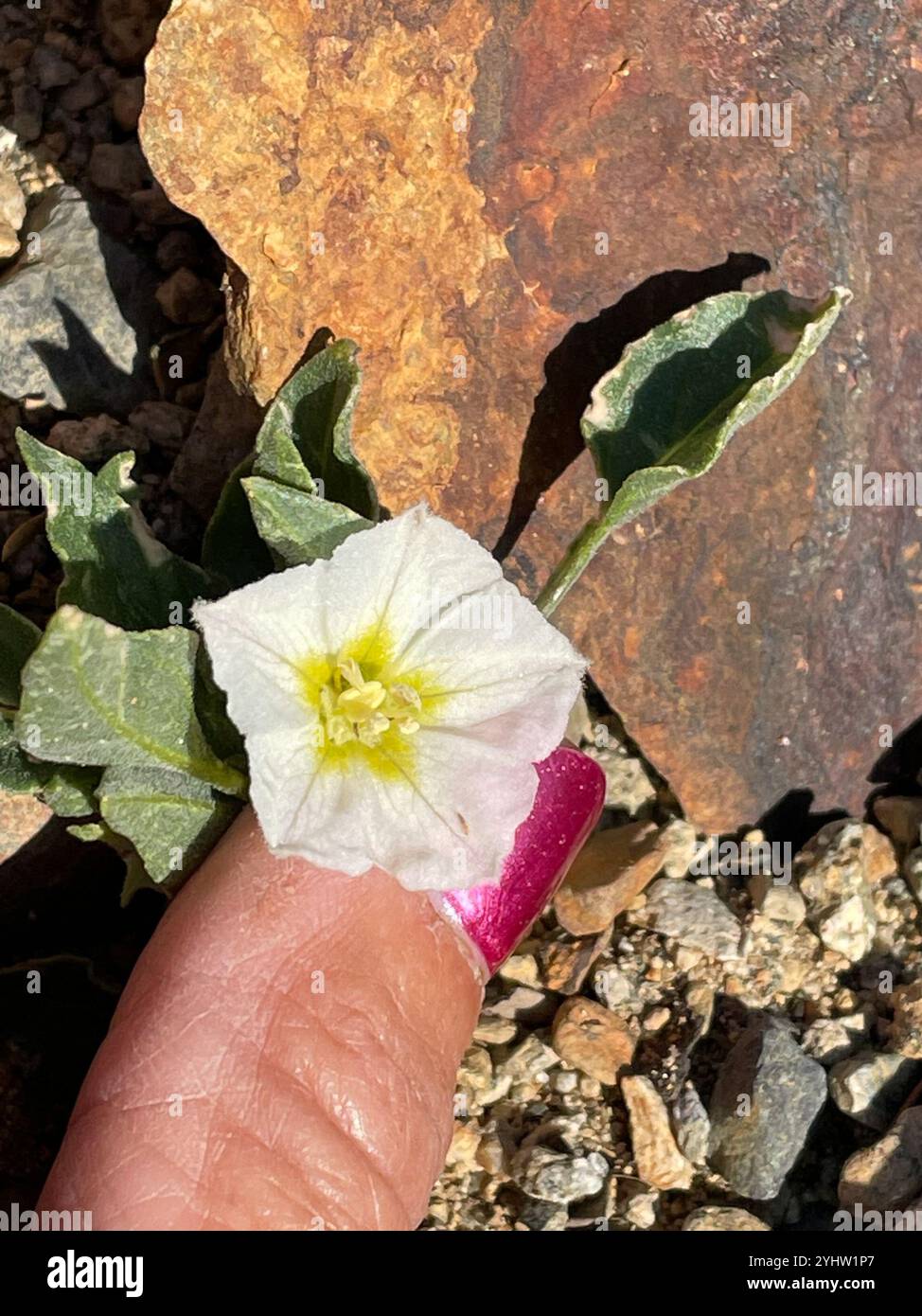 dwarf chamaesaracha (Leucophysalis nana Stock Photo - Alamy
