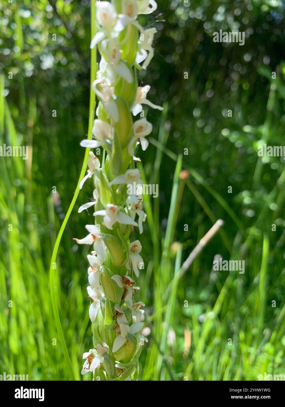 white bog orchid (Platanthera dilatata Stock Photo - Alamy