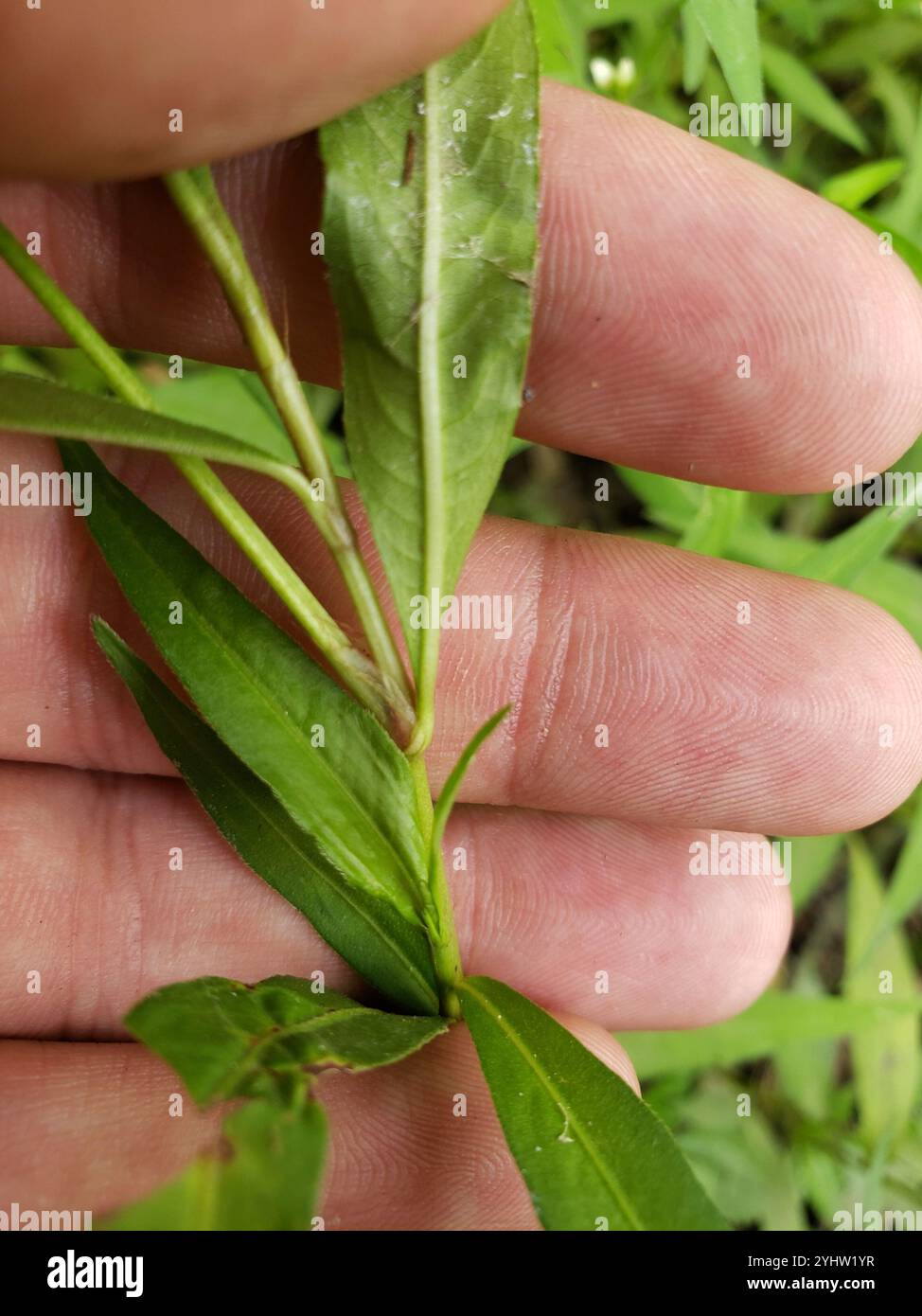 Dotted Smartweed (Persicaria punctata Stock Photo - Alamy