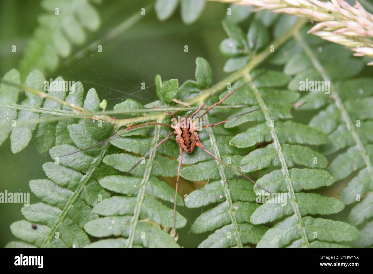 Saddleback Harvestman (Mitopus morio Stock Photo - Alamy