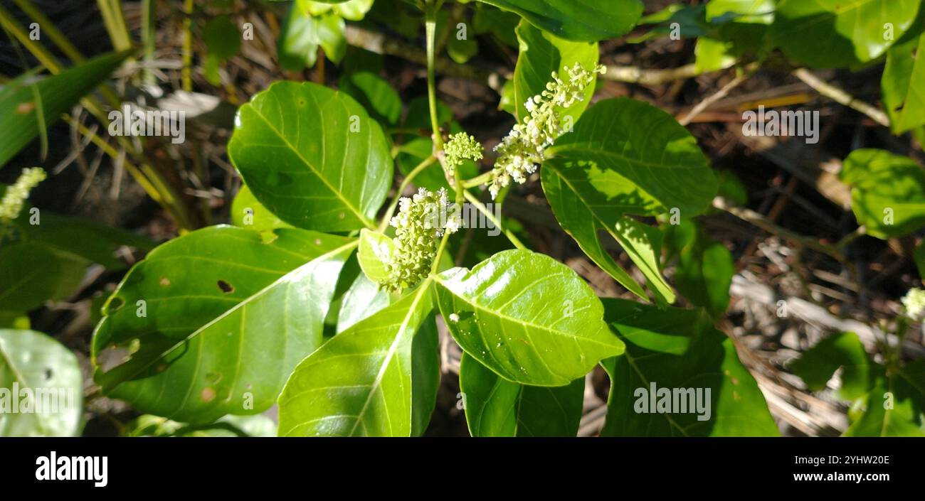 Allophylus hi-res stock photography and images - Alamy