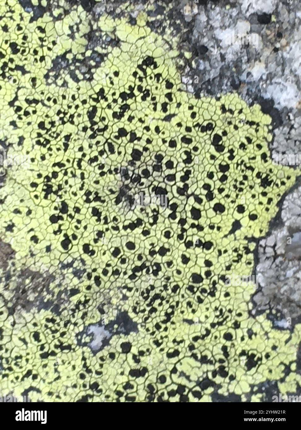 yellow map lichen (Rhizocarpon geographicum Stock Photo - Alamy