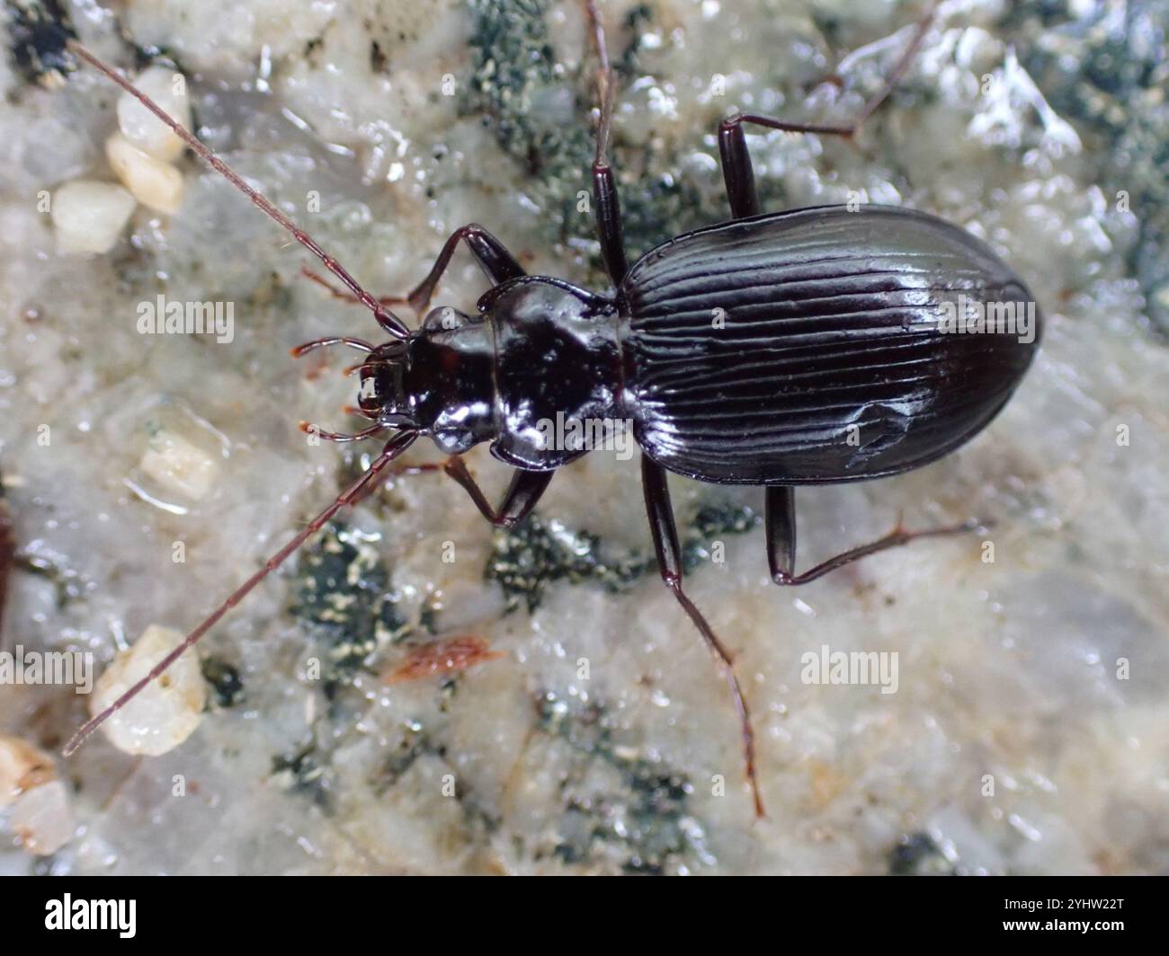 Gazelle Beetles (Nebria Stock Photo - Alamy