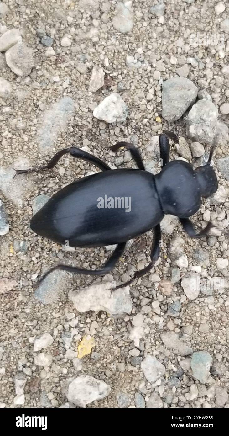 Darkling Beetles (Tenebrionidae Stock Photo - Alamy