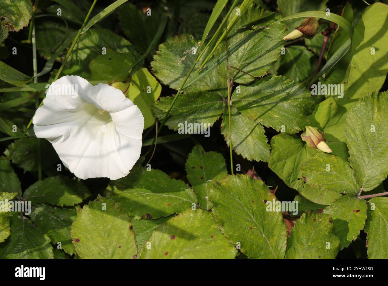 large bindweed (Calystegia silvatica Stock Photo - Alamy