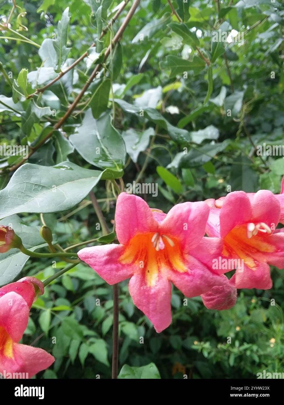 cross vine (Bignonia capreolata Stock Photo - Alamy