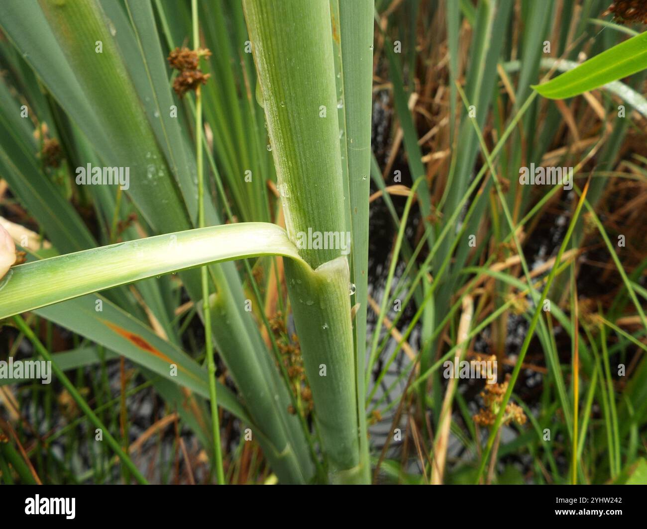 grasses, sedges, cattails, and allies (Poales Stock Photo - Alamy