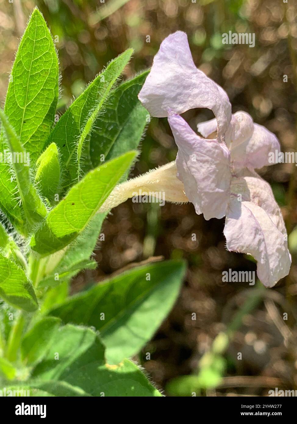 hairy ruellia (Ruellia humilis Stock Photo - Alamy
