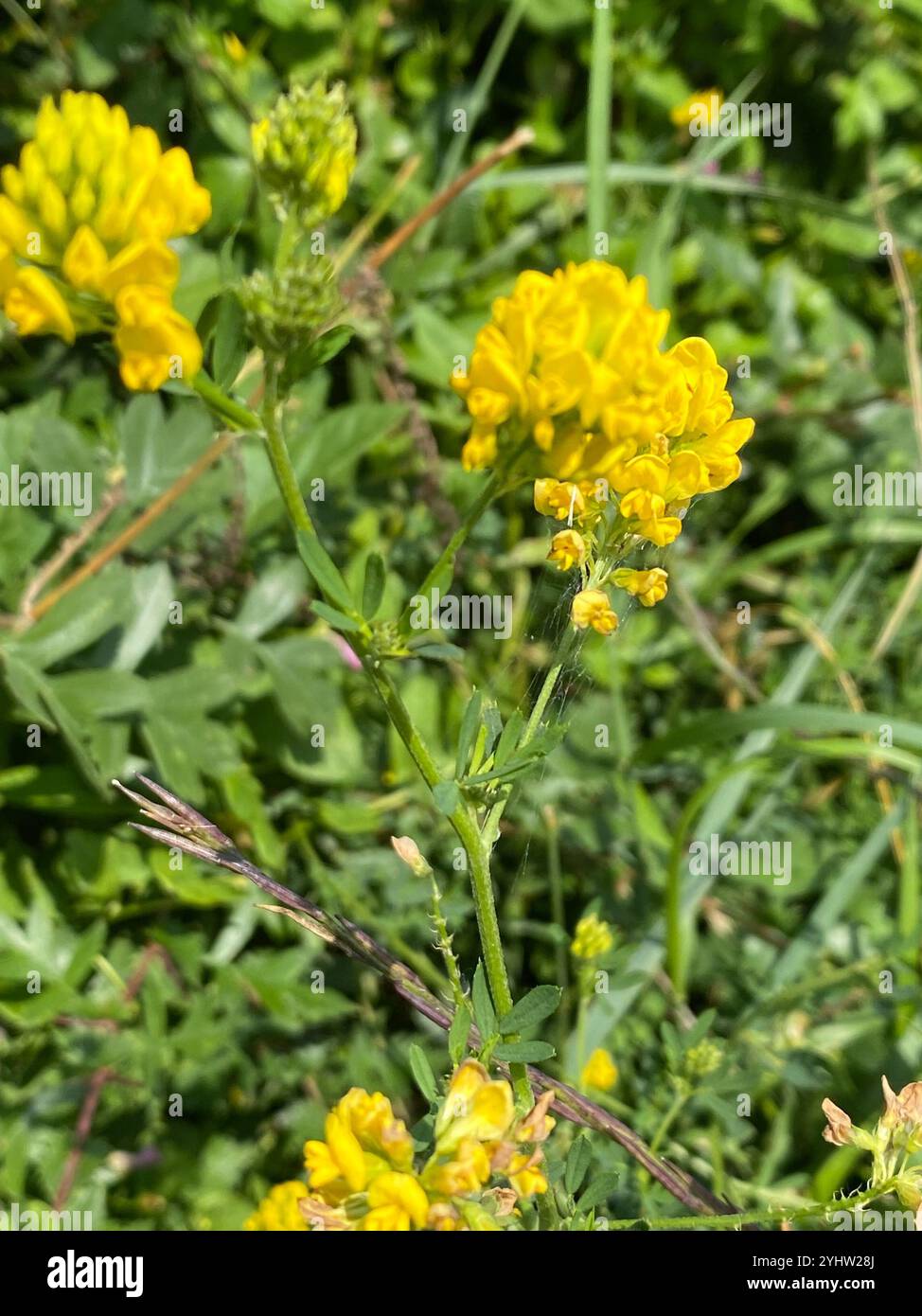 sickle alfalfa (Medicago falcata Stock Photo - Alamy