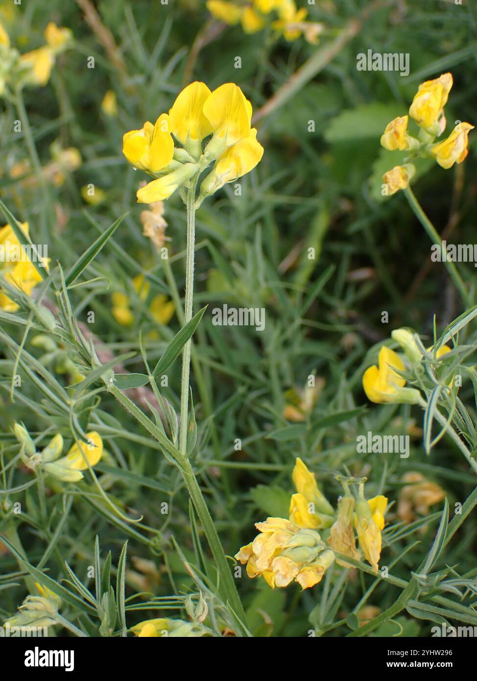 meadow pea (Lathyrus pratensis Stock Photo - Alamy