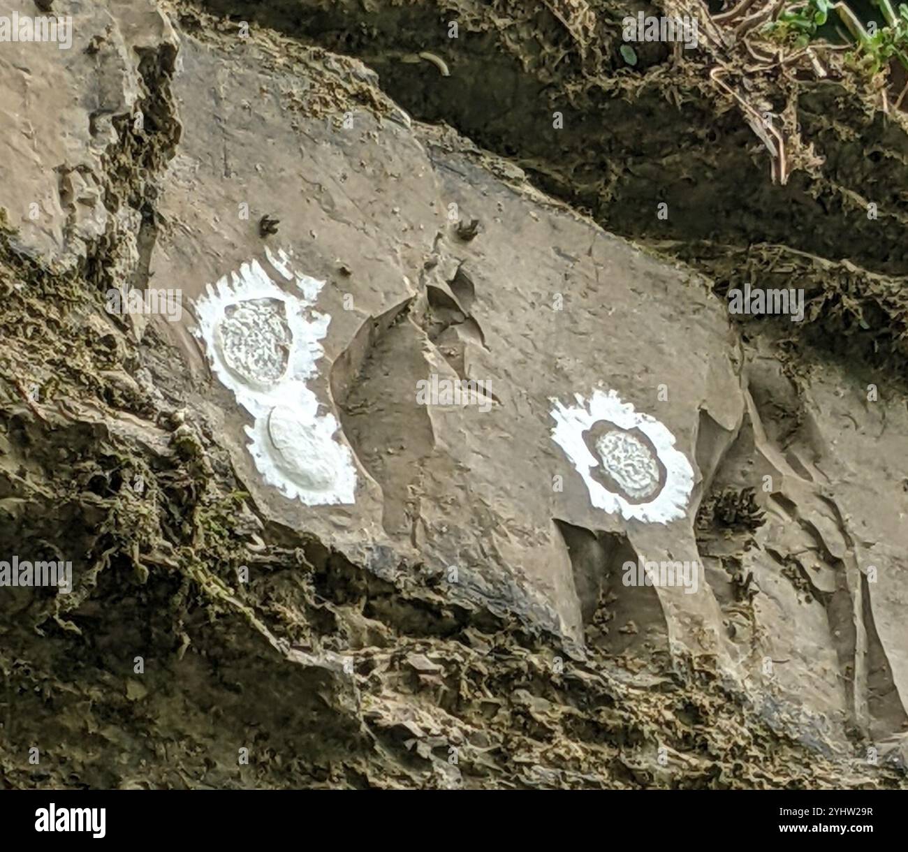 Eastern Dobsonfly (Corydalus cornutus Stock Photo - Alamy