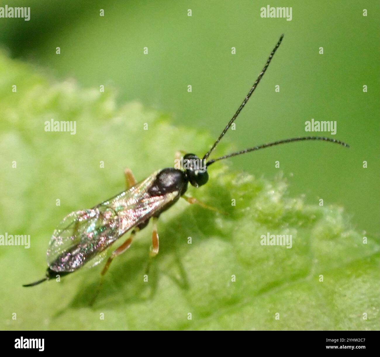 Ichneumonid and Braconid Wasps (Ichneumonoidea Stock Photo - Alamy