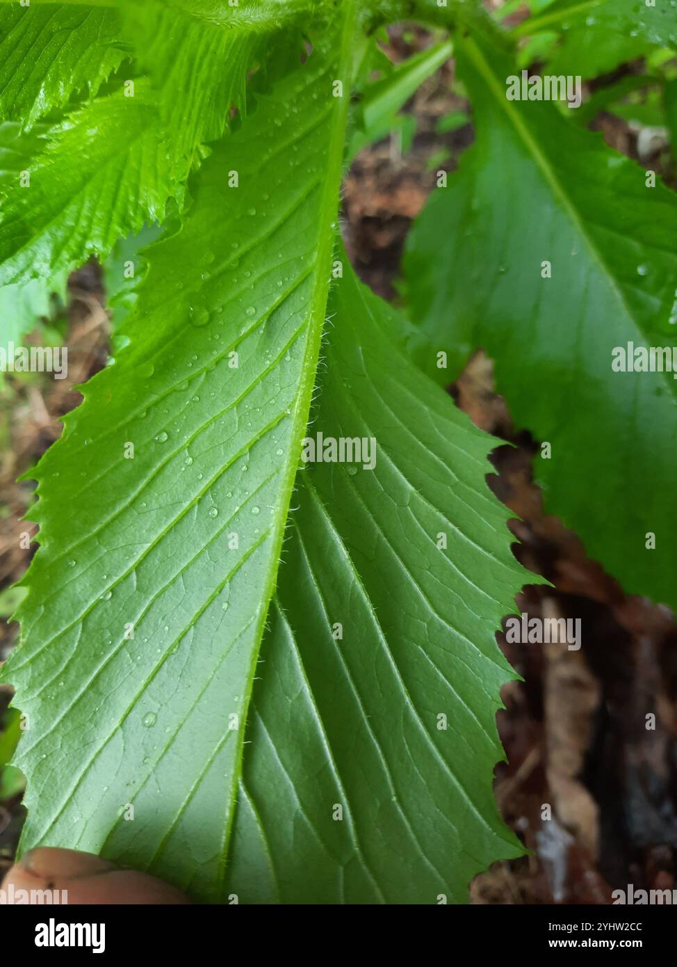 American burnweed (Erechtites hieraciifolius Stock Photo - Alamy