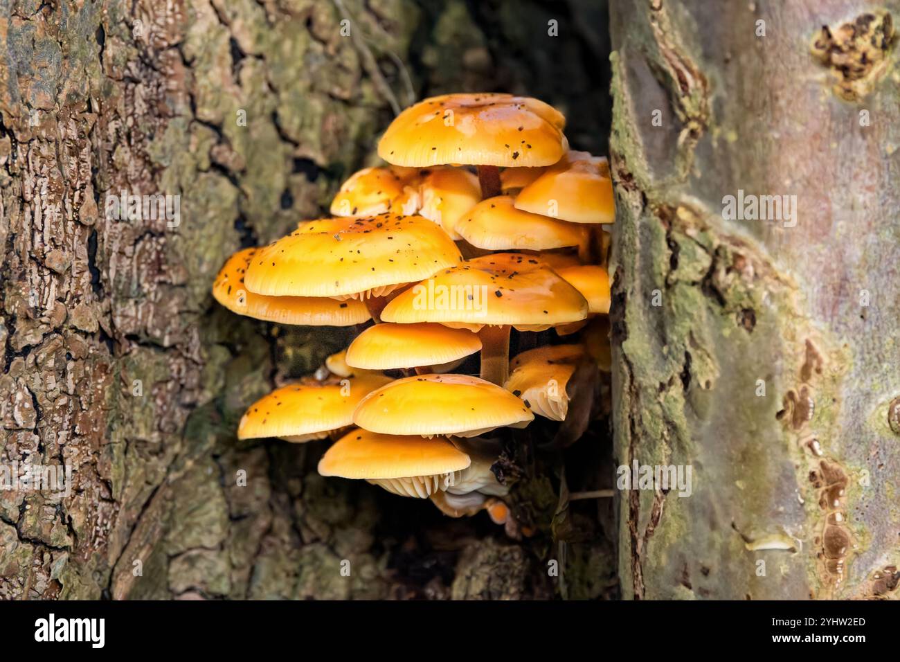 Closeup of a group of orange brown shiny Common Velvetlegs, Flammulina ...