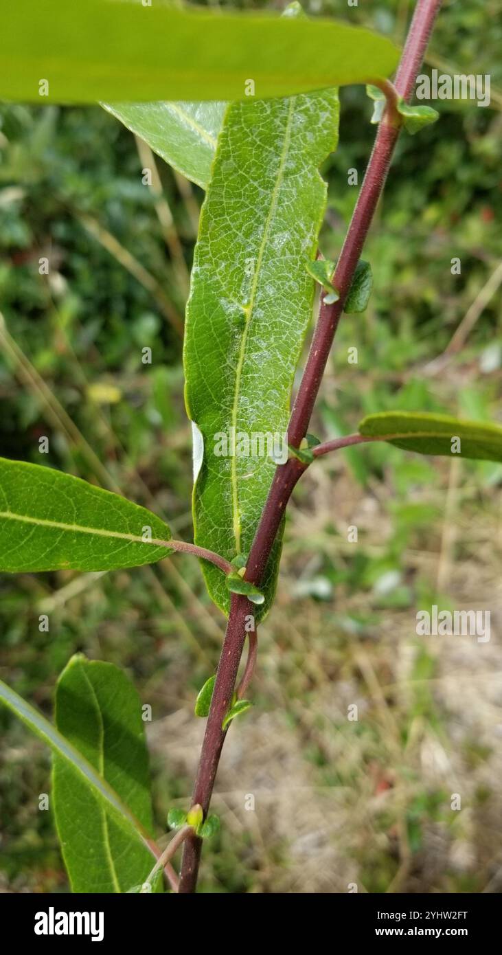 red willow (Salix laevigata Stock Photo - Alamy
