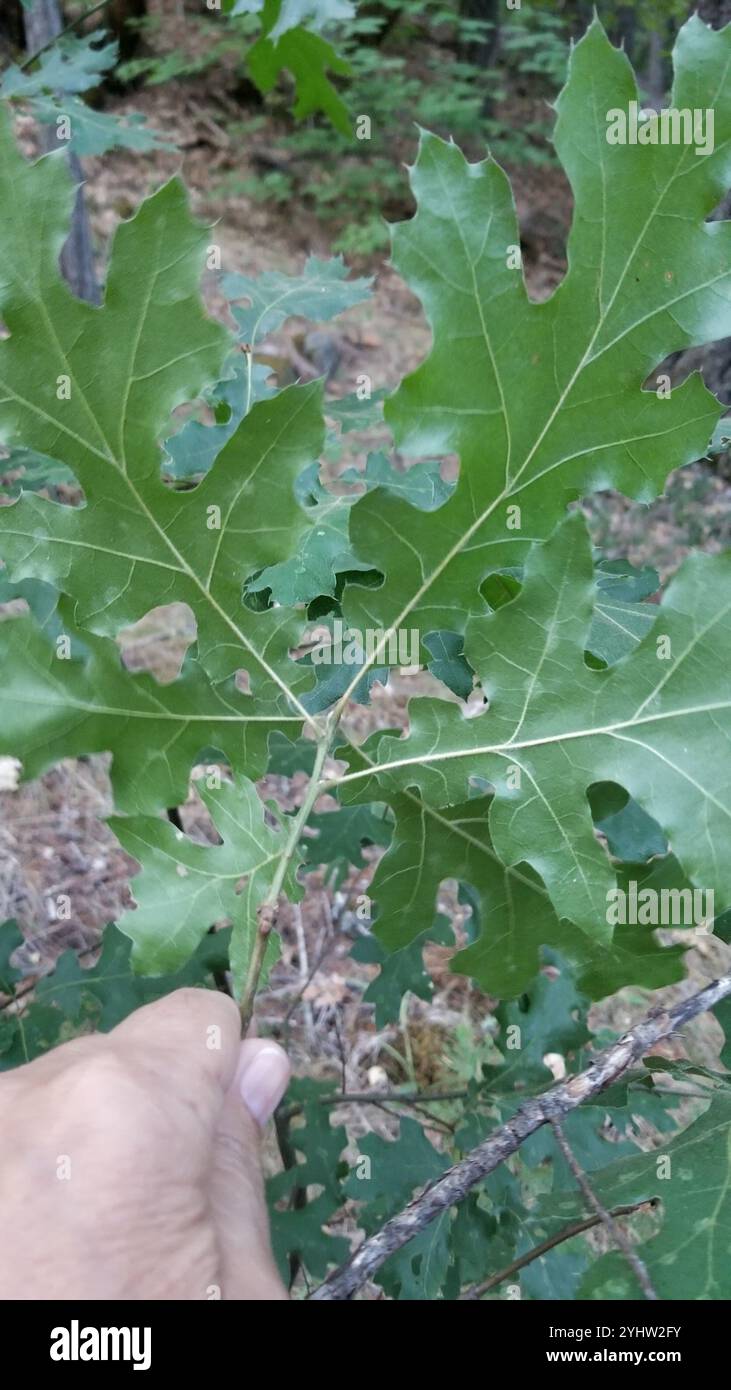 California black oak (Quercus kelloggii Stock Photo - Alamy