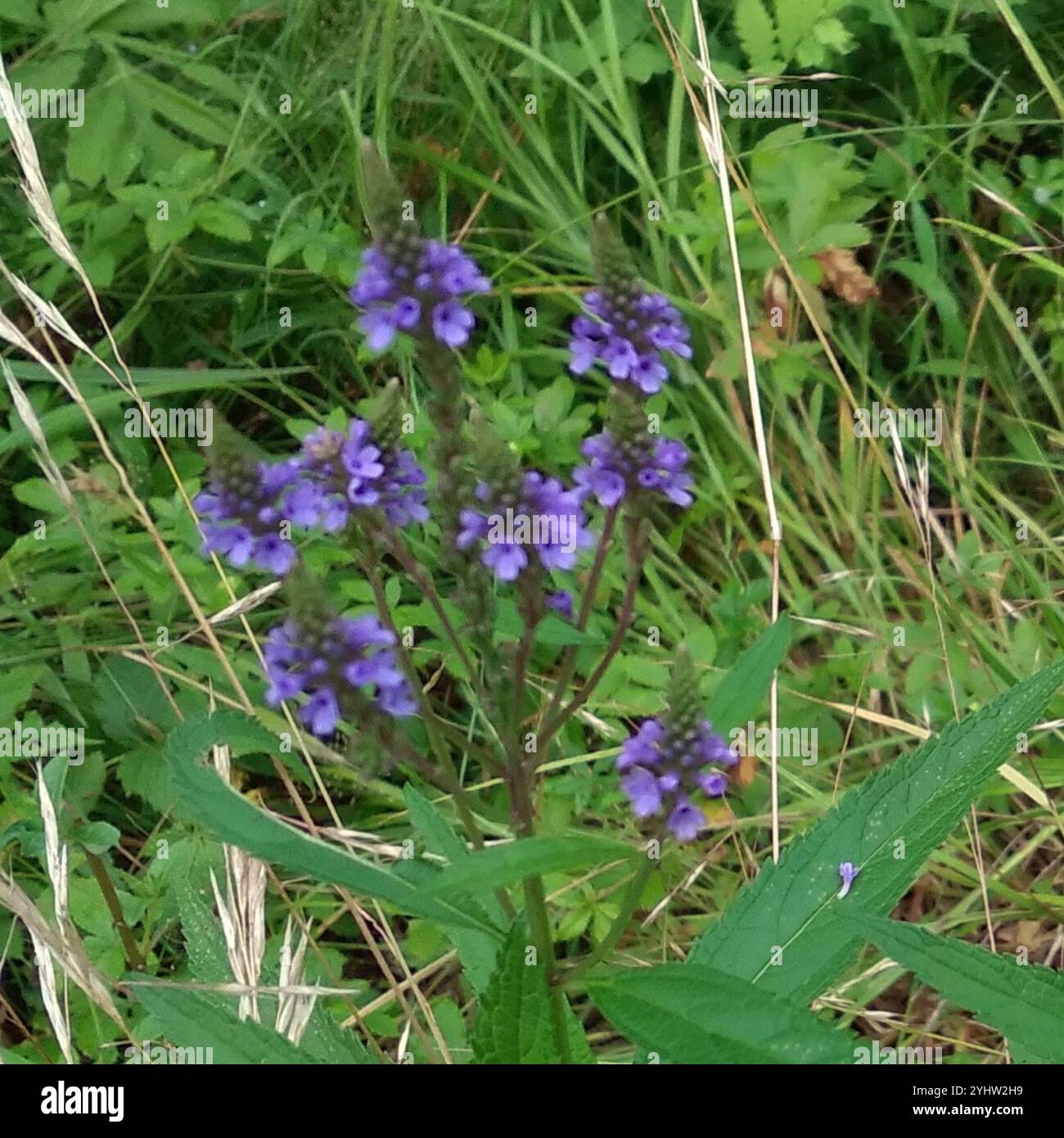 blue vervain (Verbena hastata Stock Photo - Alamy