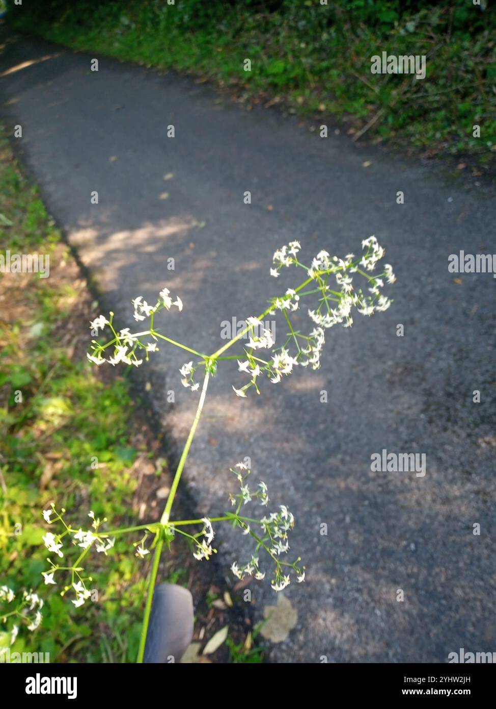 white bedstraw (Galium album Stock Photo - Alamy