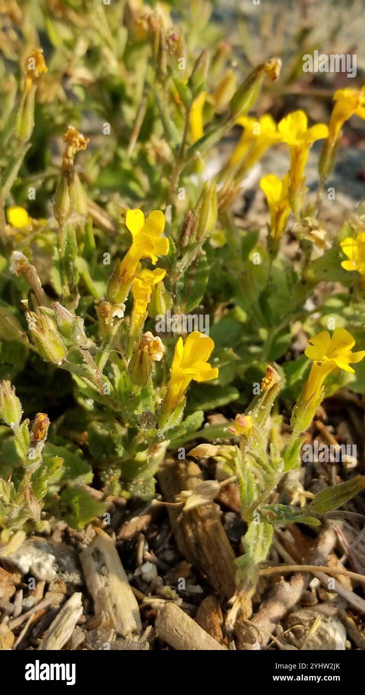 musk monkeyflower (Erythranthe moschata Stock Photo - Alamy