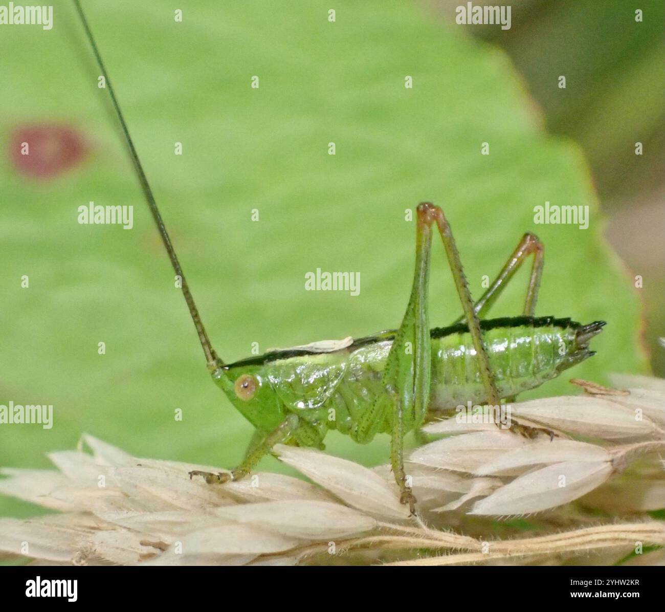 Lesser meadow katydids hi-res stock photography and images - Alamy