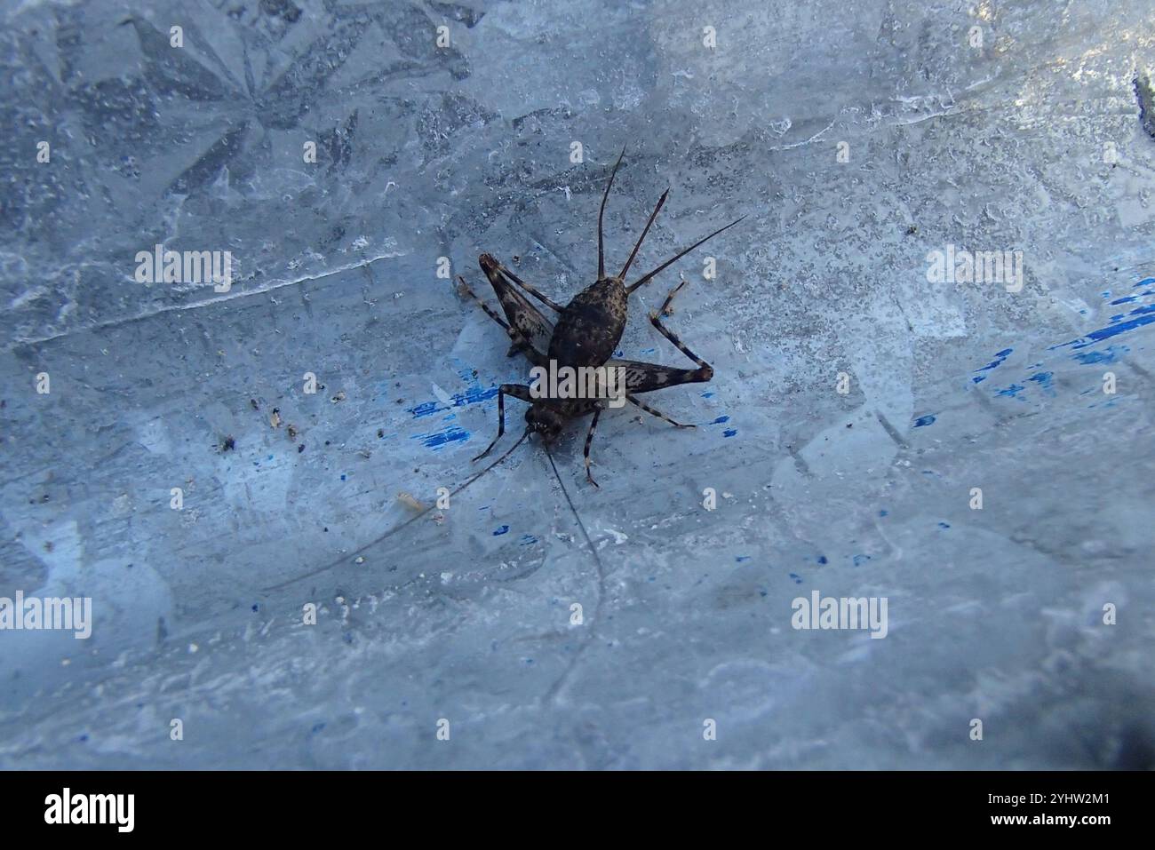 True Crickets and Allies (Grylloidea Stock Photo - Alamy