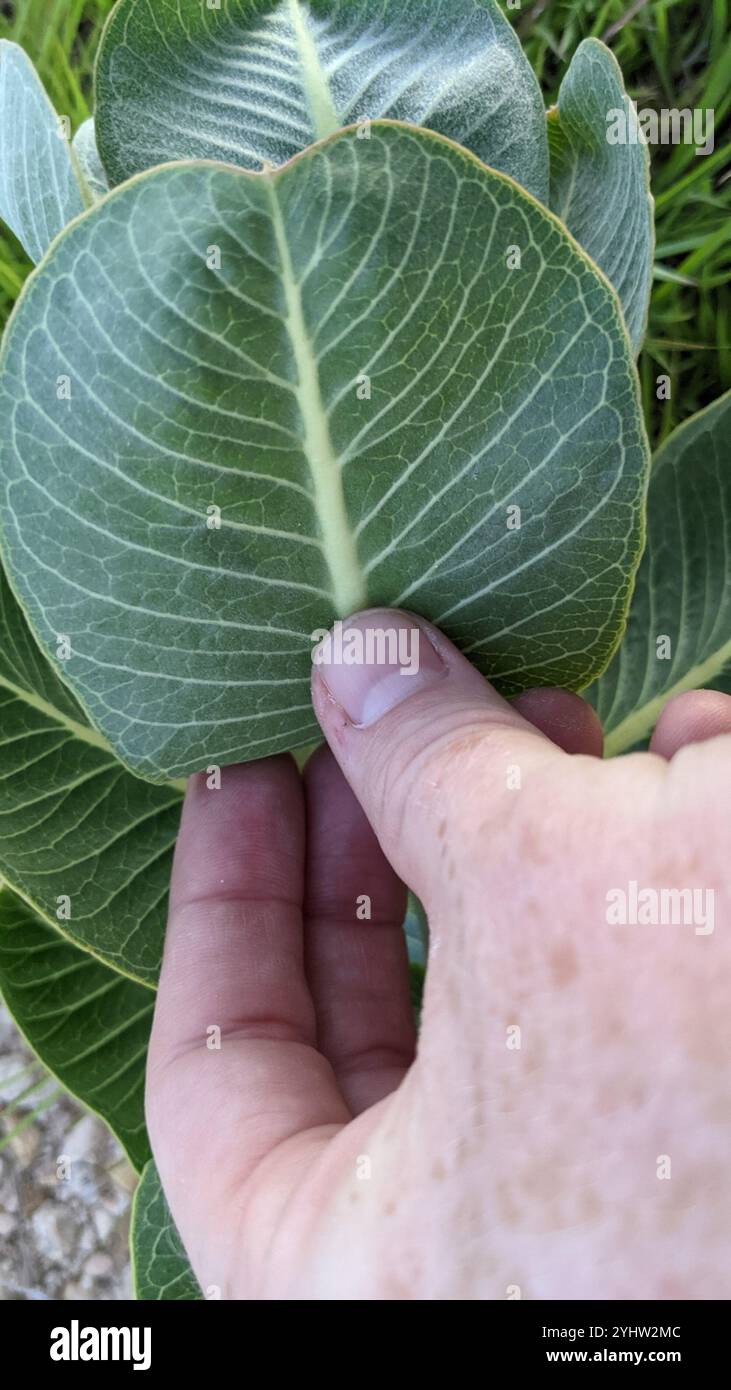 broadleaf milkweed (Asclepias latifolia Stock Photo - Alamy