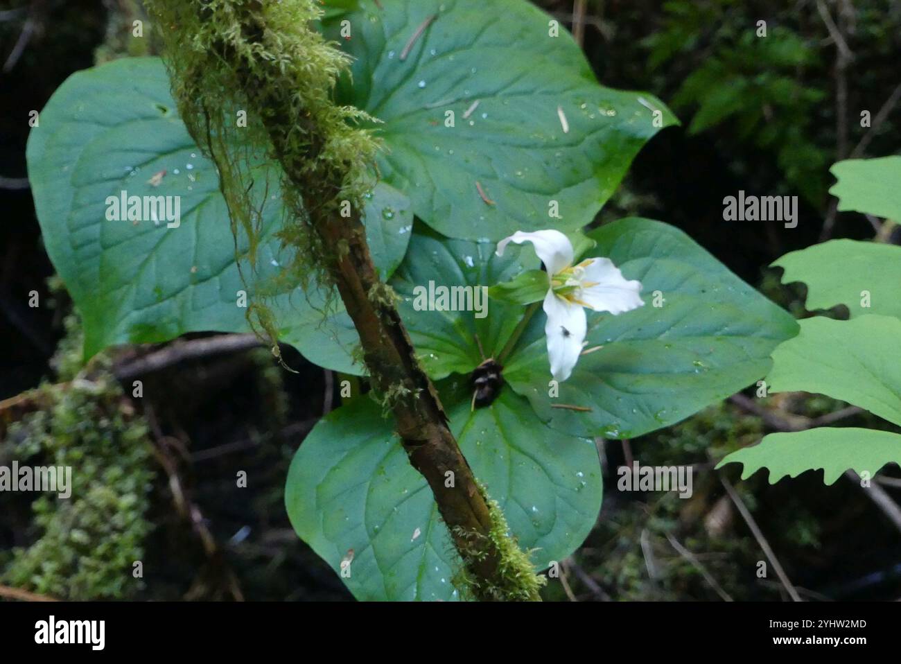 Pacific trillium (Trillium ovatum Stock Photo - Alamy