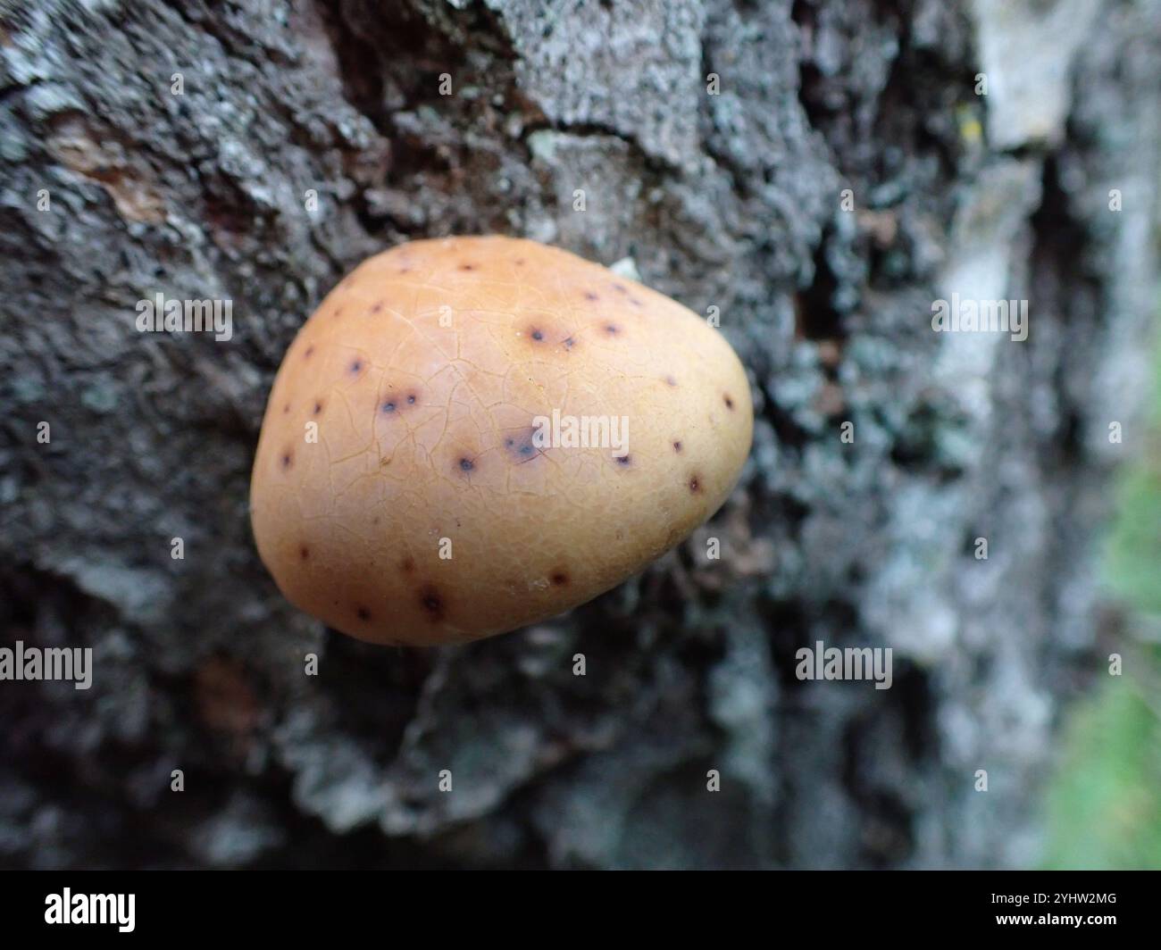 Cryptoporus hi-res stock photography and images - Alamy