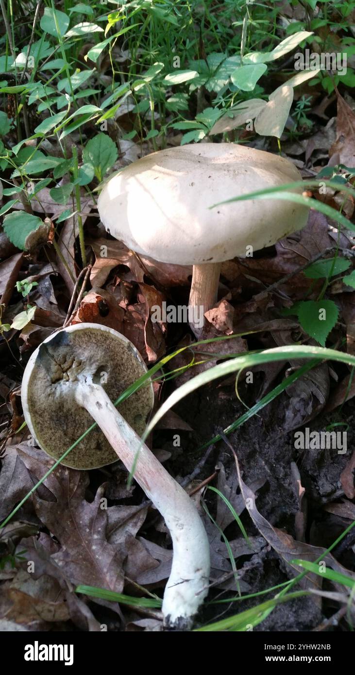 Caloboletus hi-res stock photography and images - Alamy