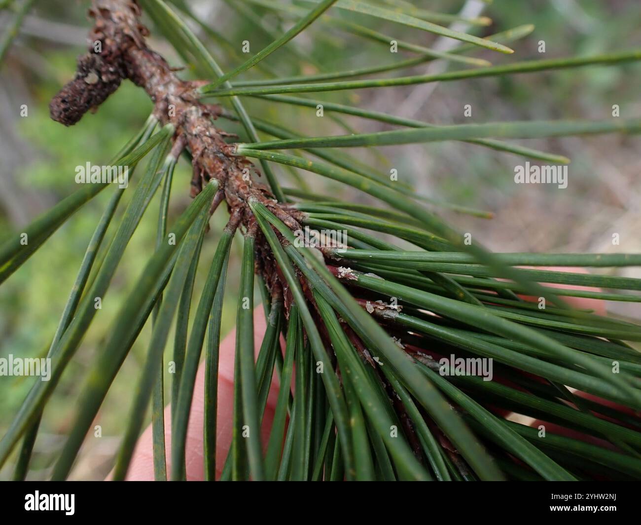 Shore Pine (Pinus contorta contorta Stock Photo - Alamy
