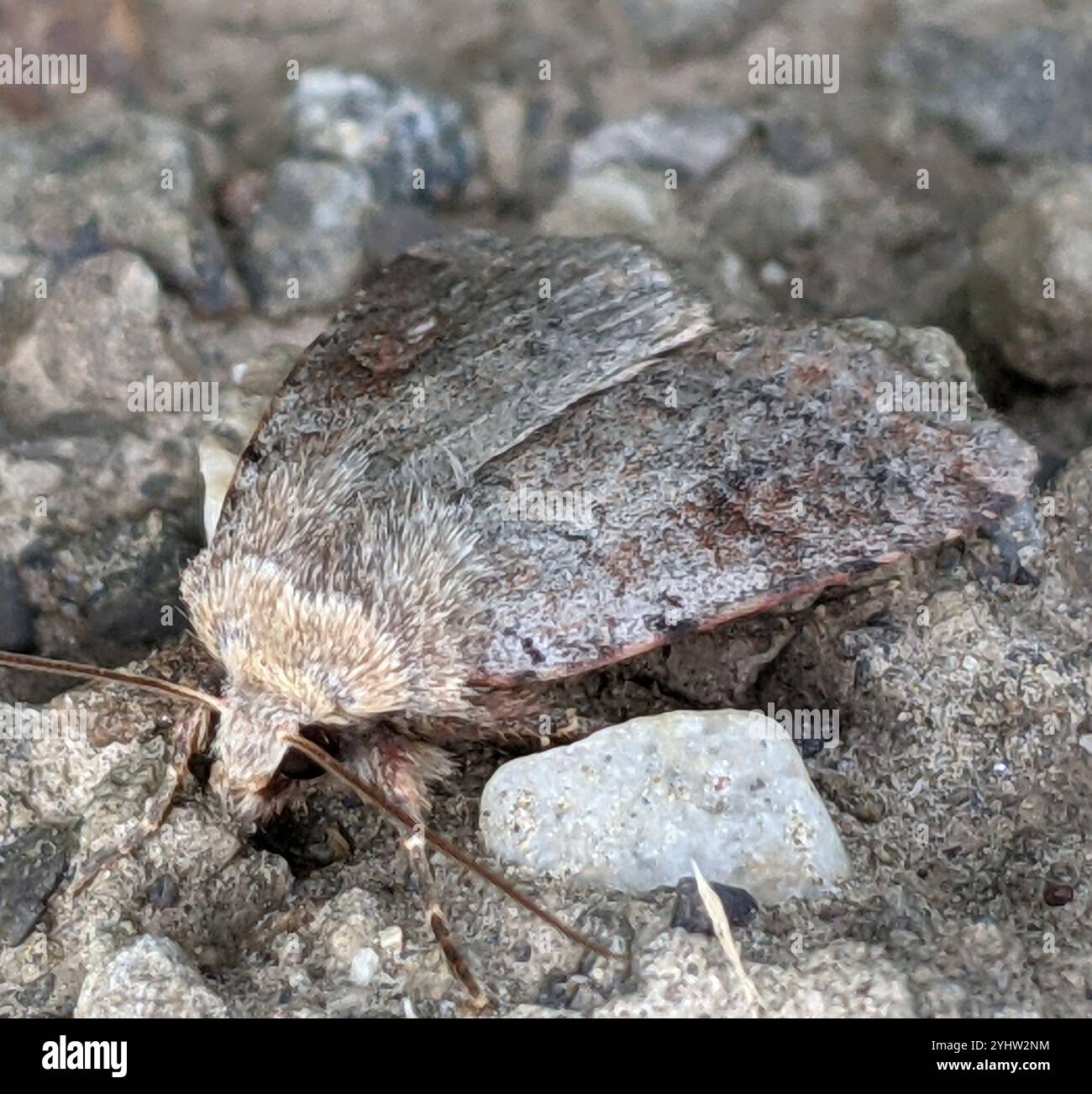 Civil Rustic Moth (Caradrina montana Stock Photo - Alamy