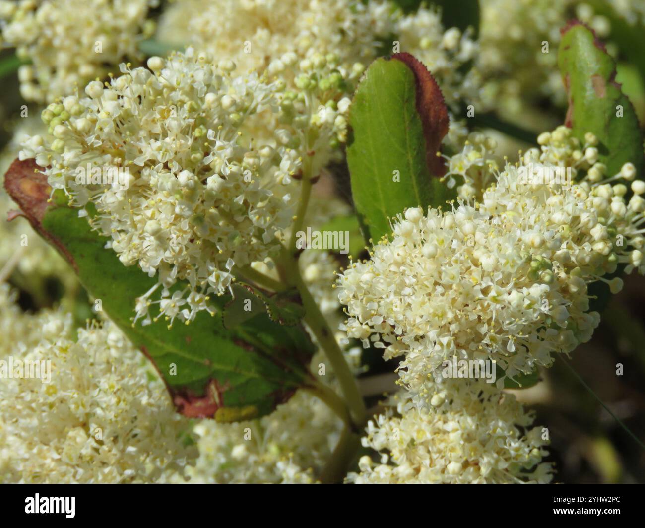 Snowbrush Ceanothus (Ceanothus velutinus Stock Photo - Alamy