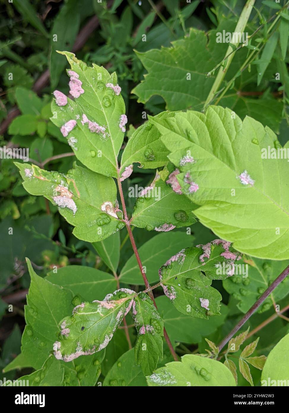 box elder pouch gall mite (Aceria negundi Stock Photo - Alamy