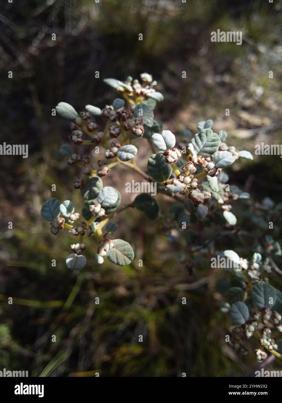Australian dusty miller (Spyridium parvifolium Stock Photo - Alamy